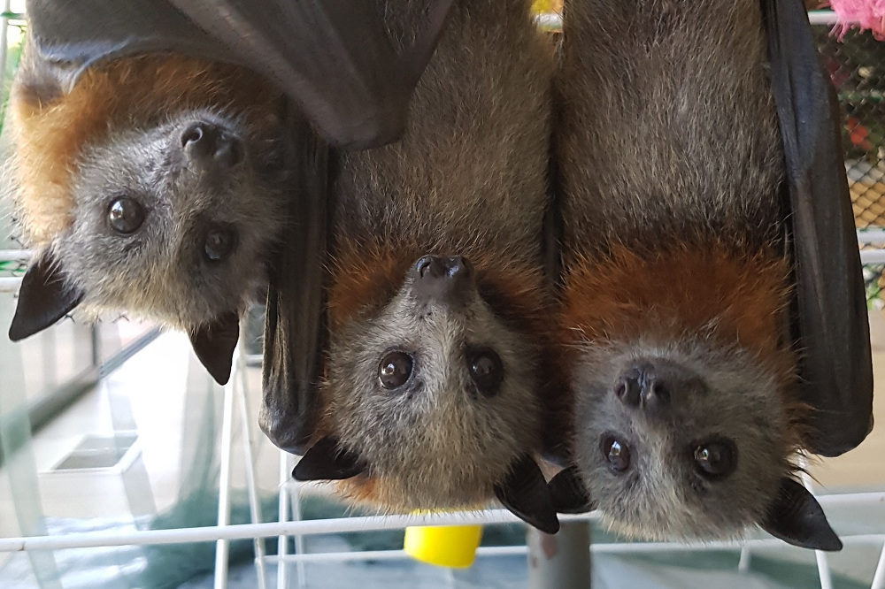 Join the Animal Liberation Queensland in their plea to put a stop to ...