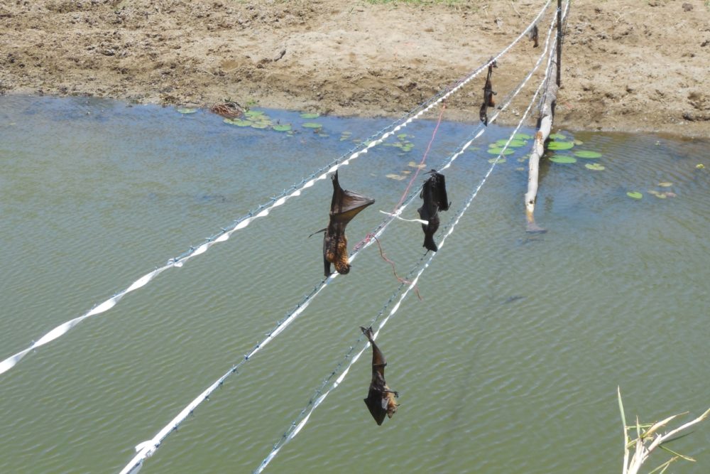 Australian Bat Society Members have offered the following suggestions ...