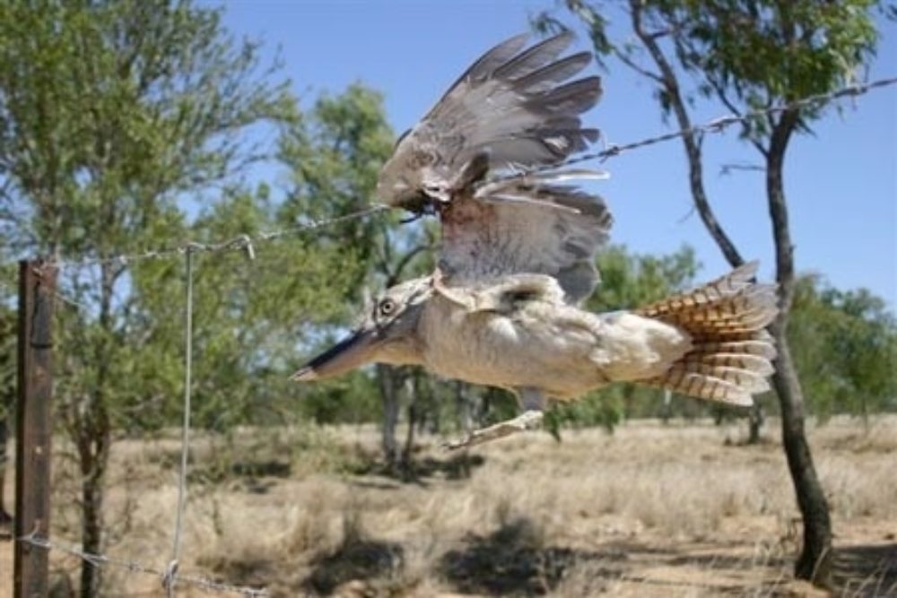 Be a Flying-Fox Supporter