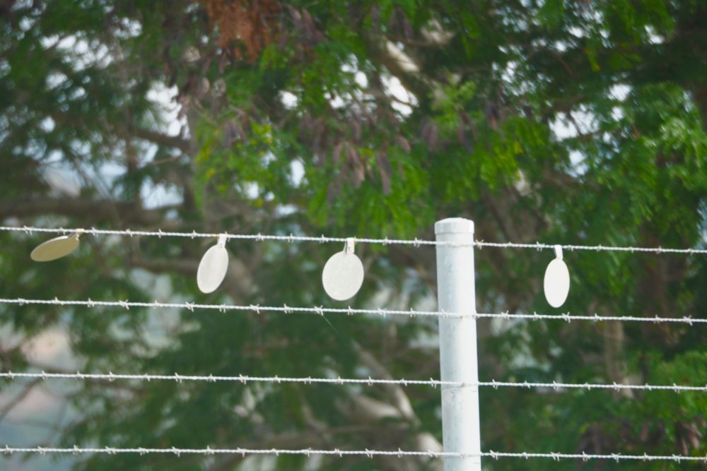 Australian Bat Society Members have offered the following suggestions ...