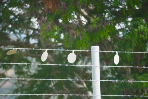 Australian Bat Society Members have offered the following suggestions ...