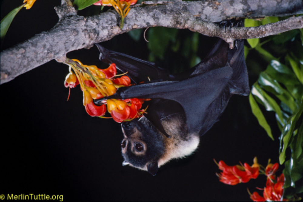 Climate Change & Bats - Merlin Tuttle 14 February 2019