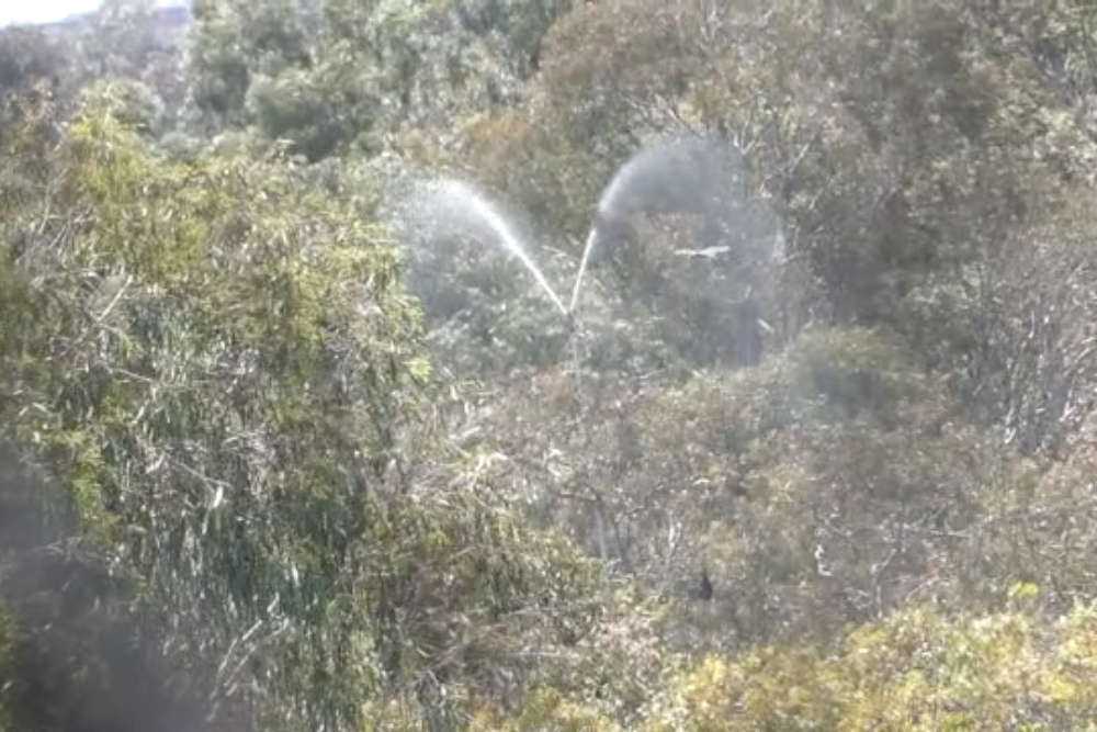 Be a Flying-Fox Supporter